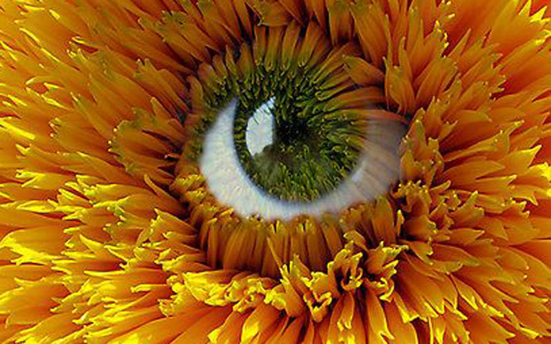 A Summer Solstice Teaching: Nature’s Vision of Abundance – Path of She